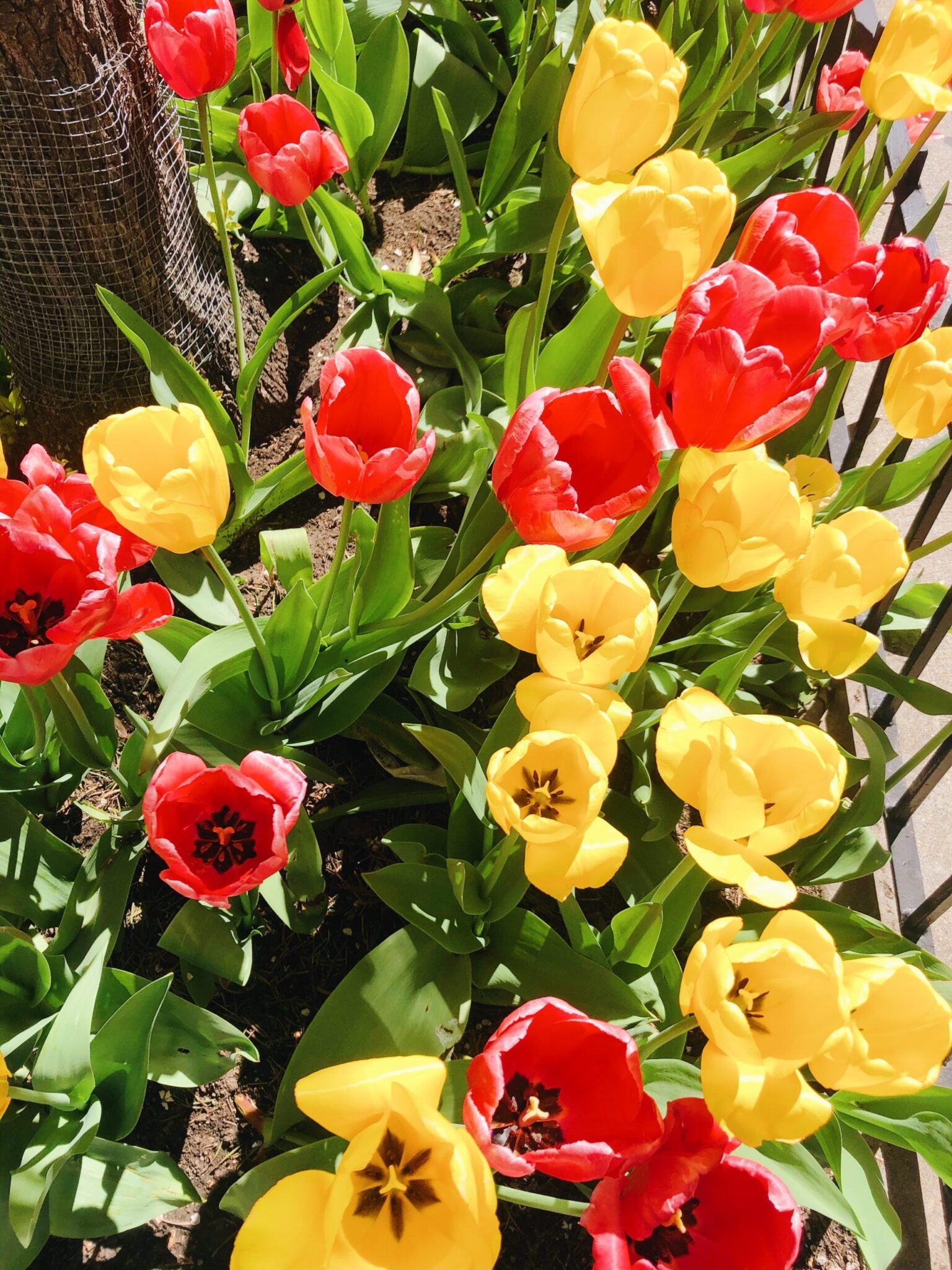 Illinois College Of Optometry - Optometry Students